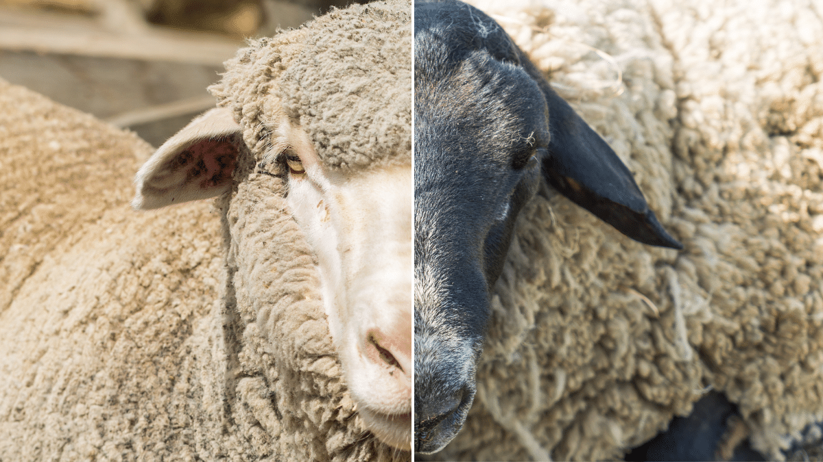 Merino vs. Traditional Wool: A Sheepish Showdown | Merino Wool Gear